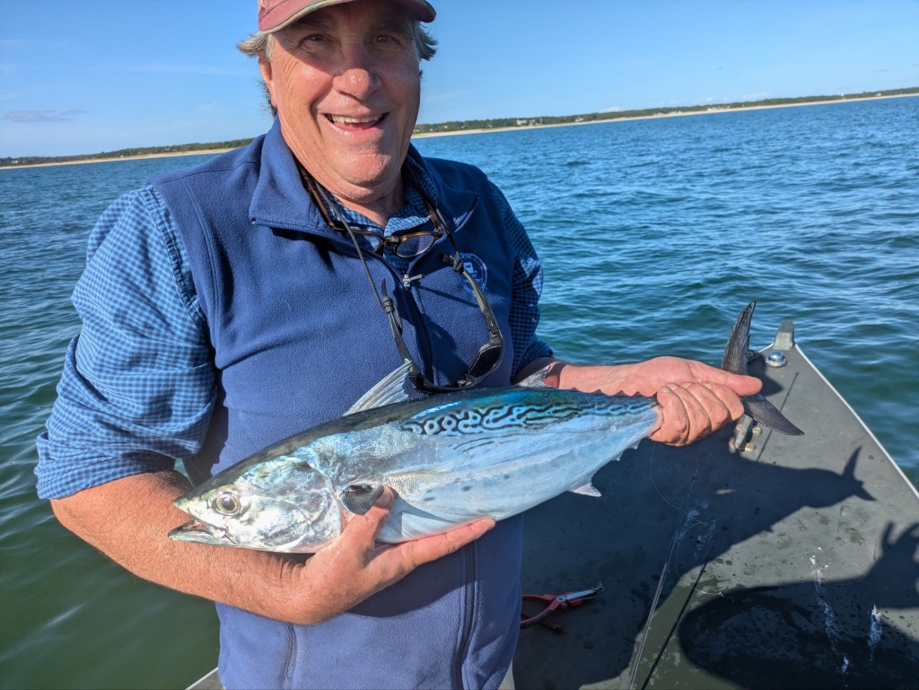 False albacore – Churbuck.com